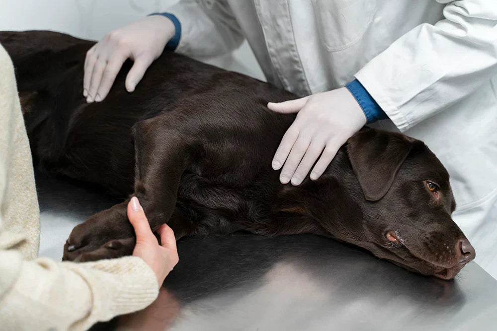 TPLO vs TTA: Key Differences in Canine Cruciate Surgery – xcvet.com